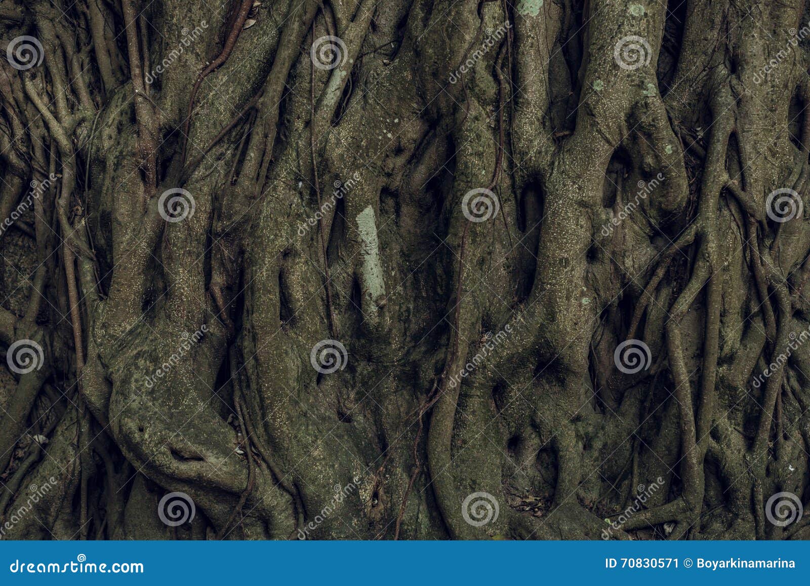 Complex Structure of Roots of a Coniferous Tree Stock Image - Image of ...