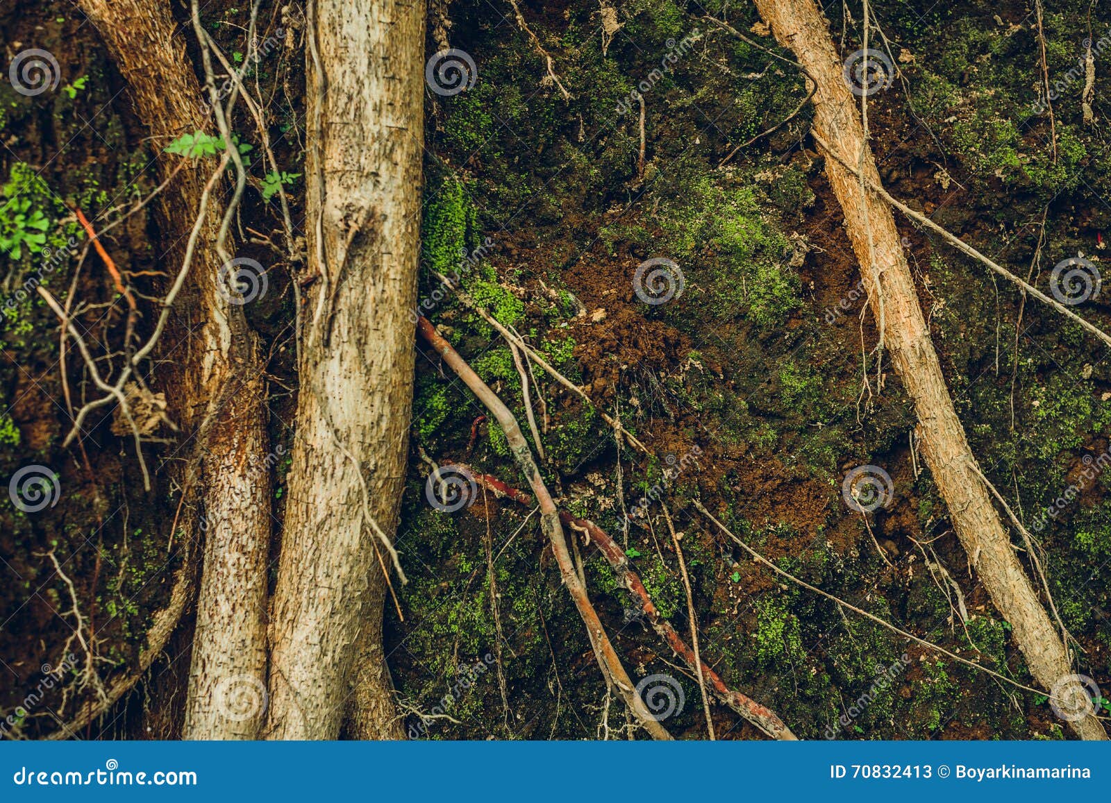 Complex Structure of Roots of a Coniferous Tree Stock Image - Image of ...