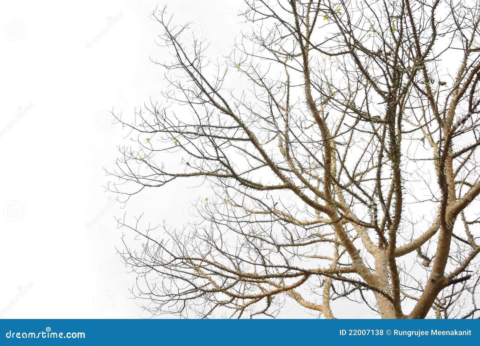Complex tree stock photo. Image of thai, lonely, stem - 22007138