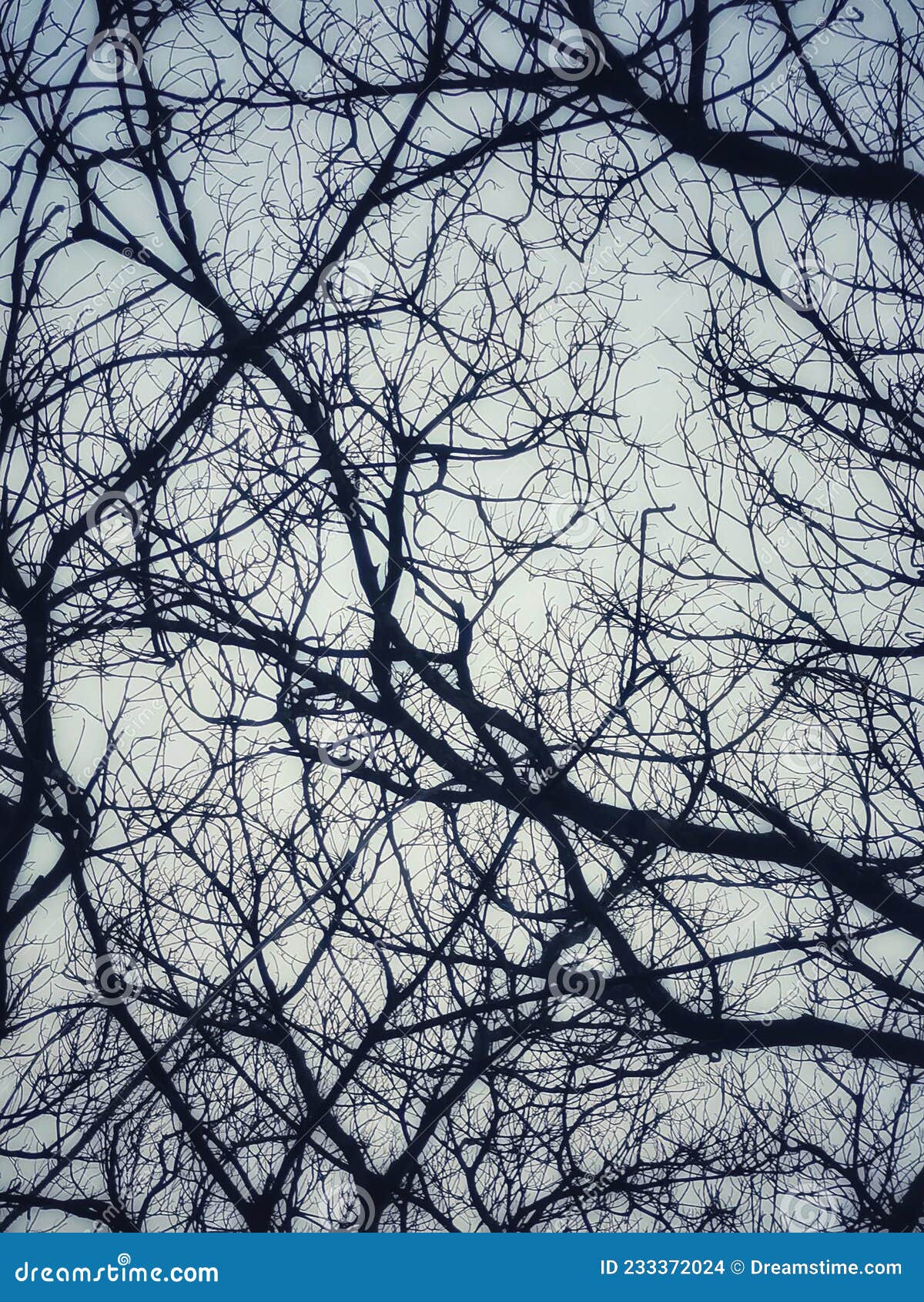 Complex tree stock photo. Image of spring, frost, nature - 233372024