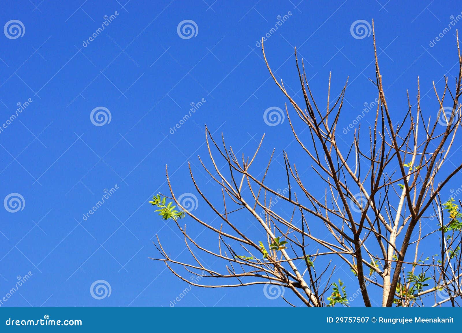 Complex tree stock image. Image of blue, high, branch - 29757507