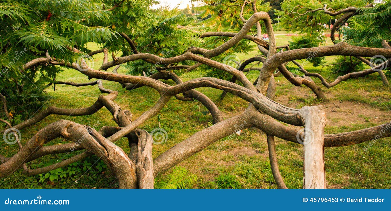 Complex trees stock image. Image of nature, fruits, chilling - 45796453