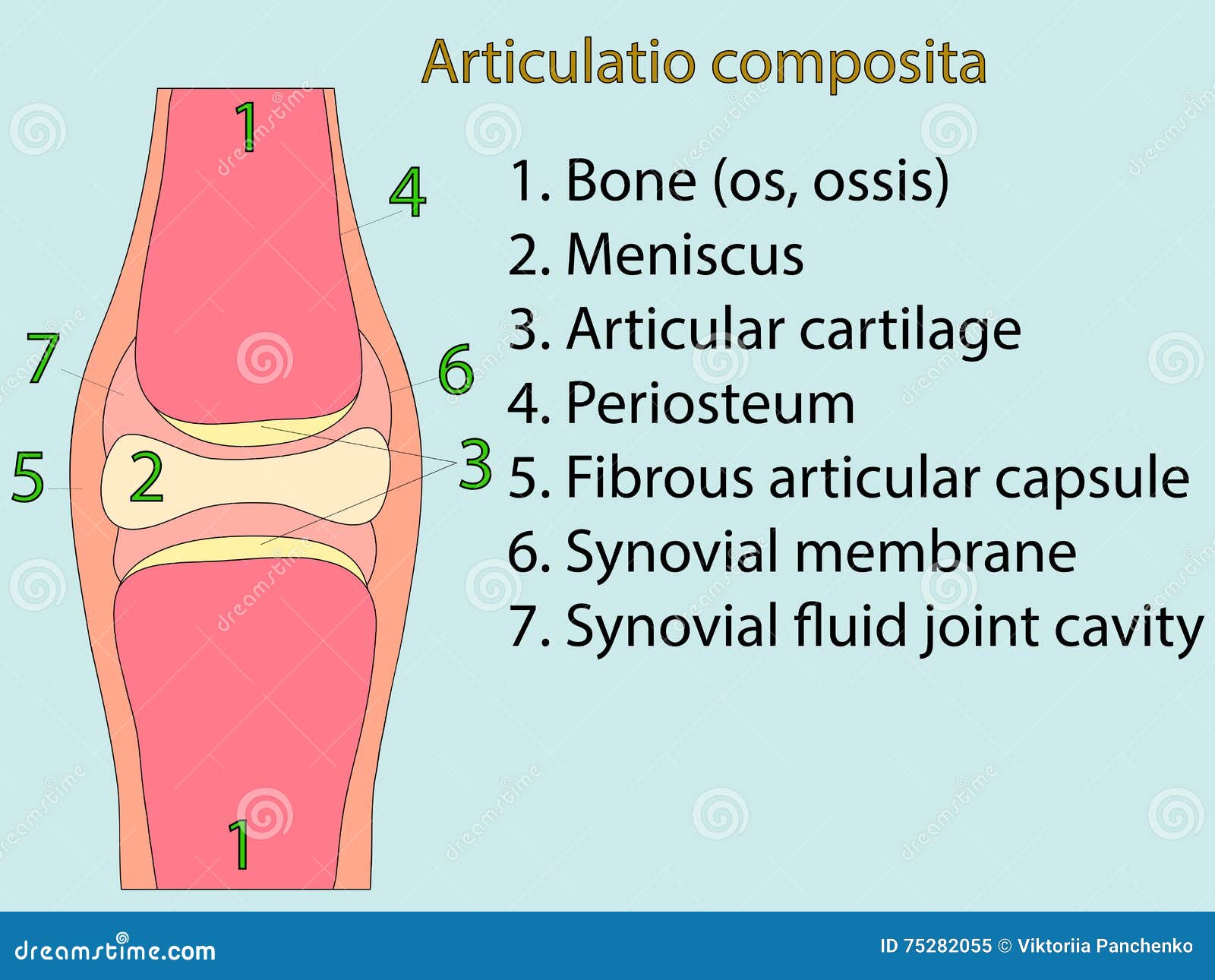 Complexe Gezamenlijke Vector Anatomische Atlas Vector Illustratie ...