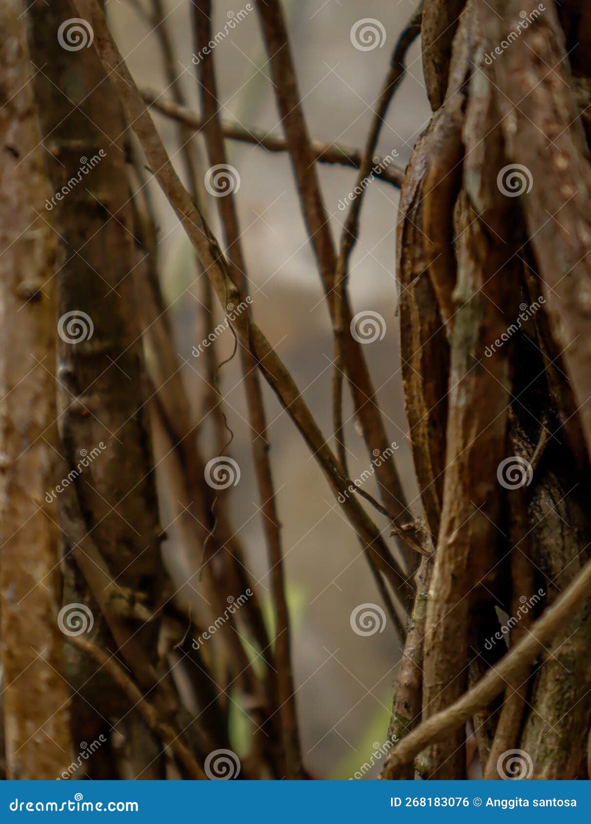 The Complexity of the Growing Tree Roots. Stock Photo - Image of branch ...