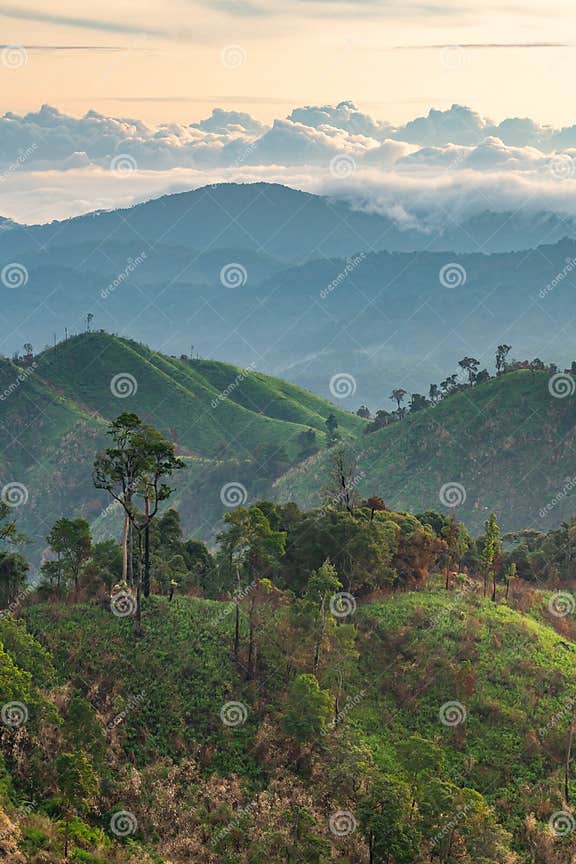 Complexity of Mountain Landscape and Tree Diversity of Forest with ...