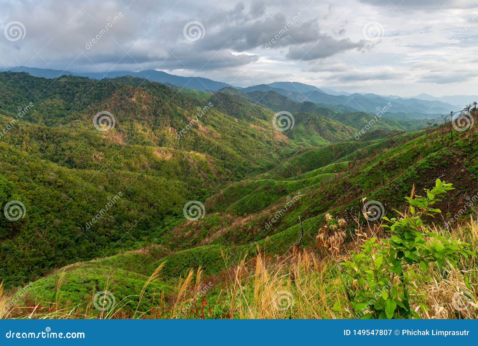 Complexity of Mountain Landscape and Tree Diversity of Forest with ...