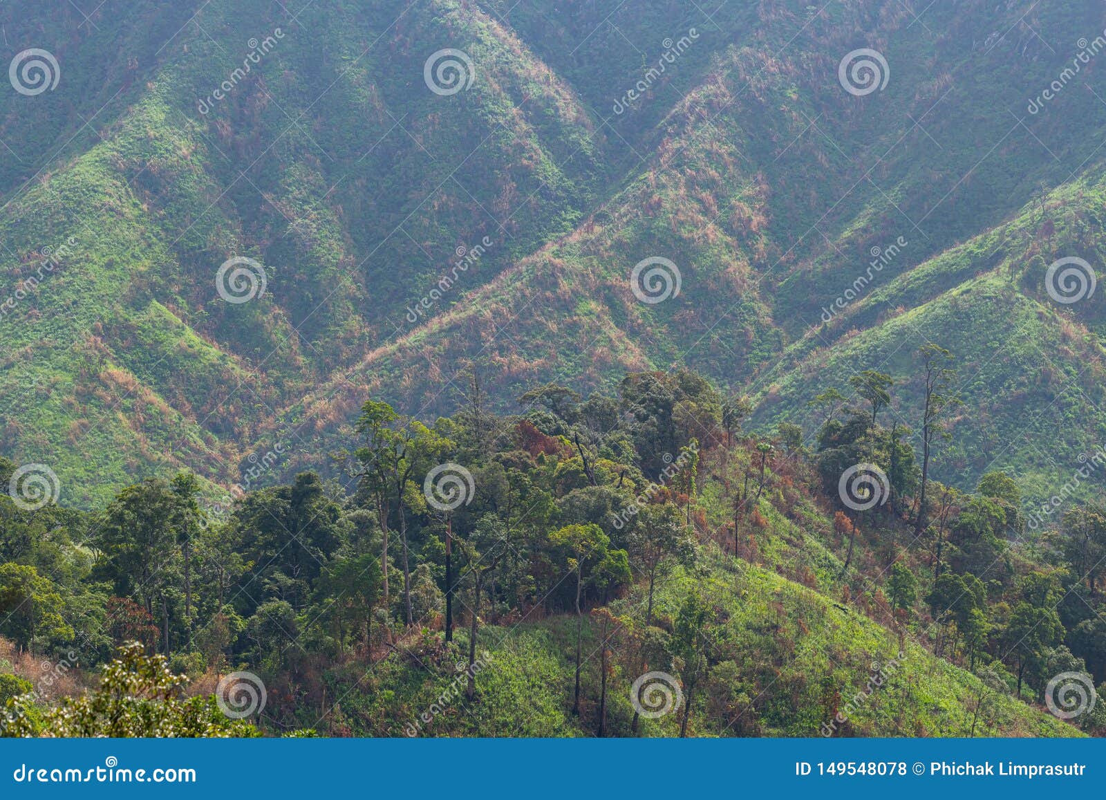 Complexity of Mountain Landscape and Tree Diversity of Forest Stock ...