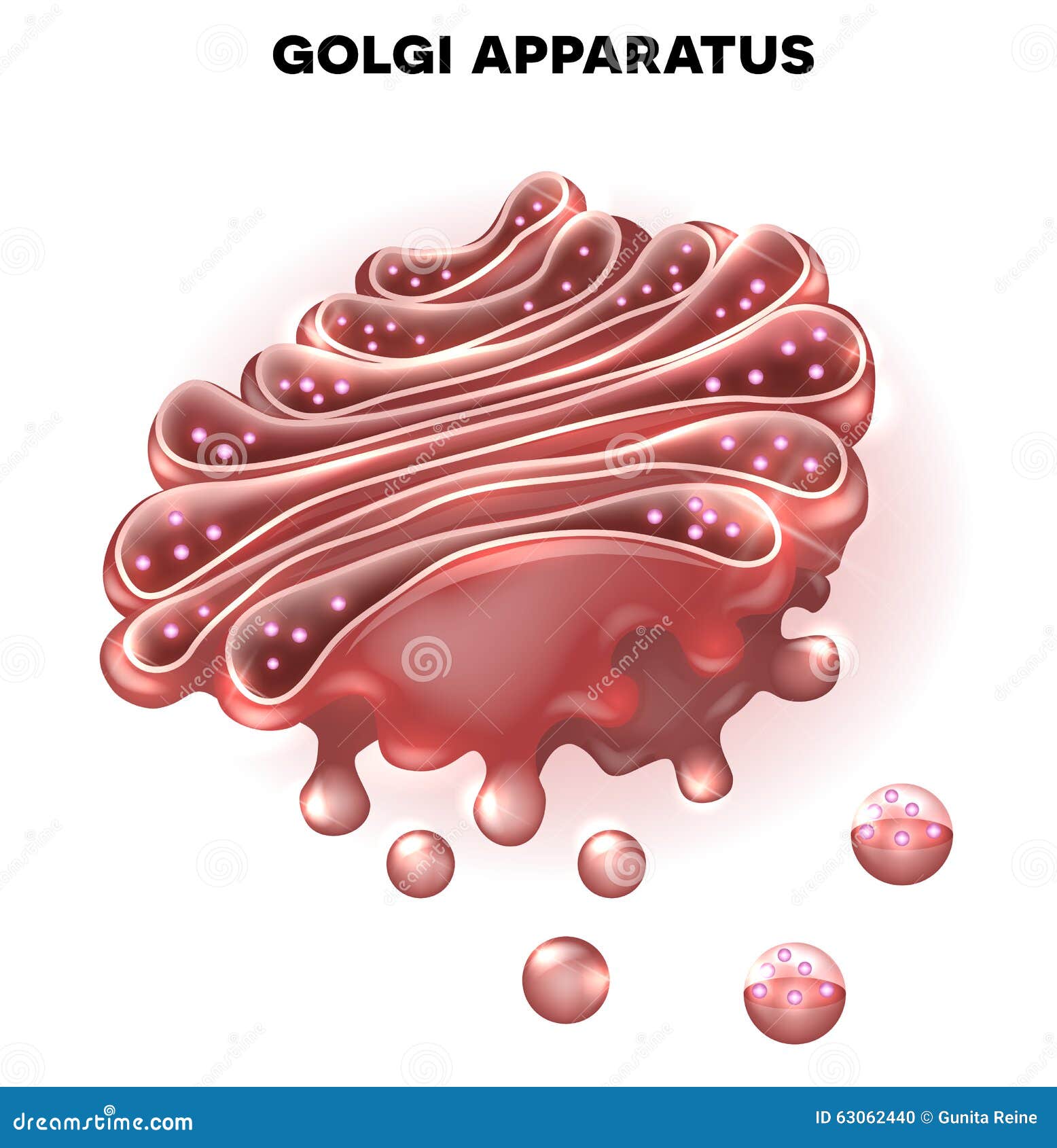 Desenho Do Corpo De Golgi