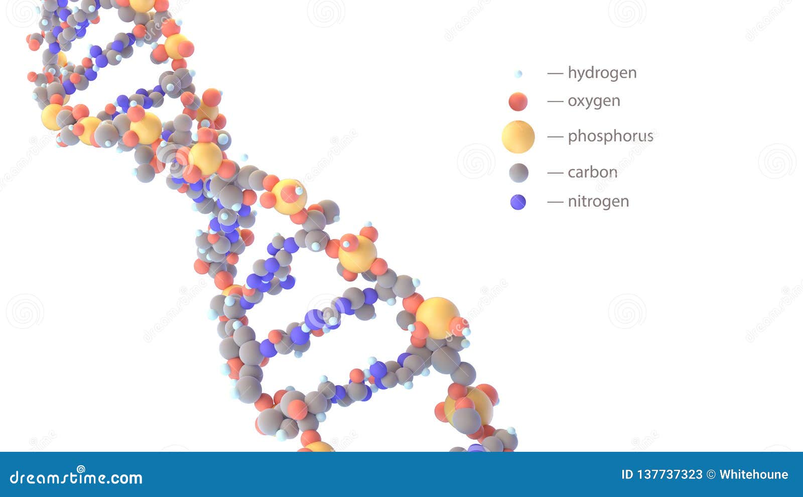 Stylized Spiral DNA Molecule Isolated on White Stock Illustration ...