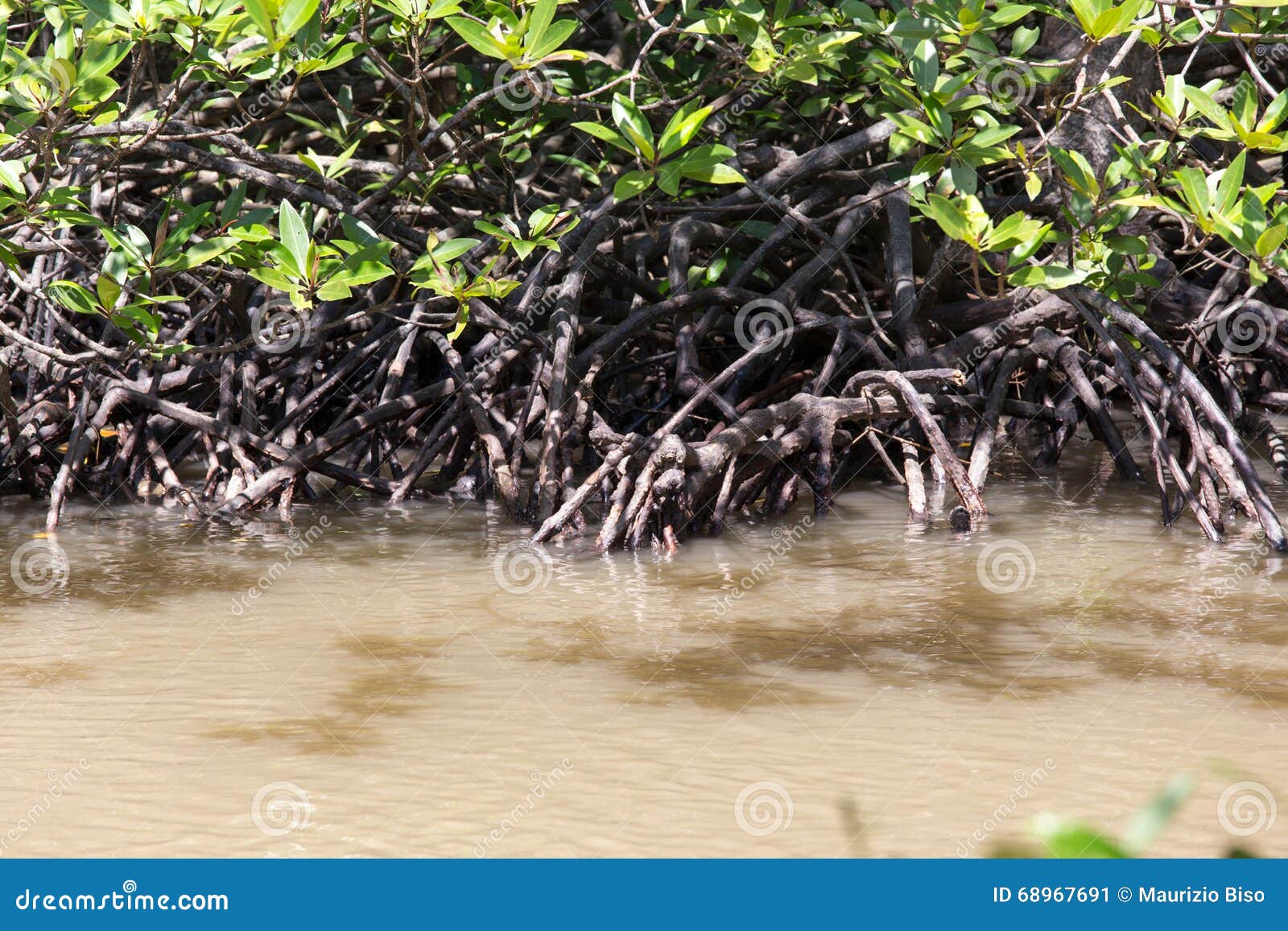 Complicated of Mangrove Root System Stock Image - Image of plants, root ...