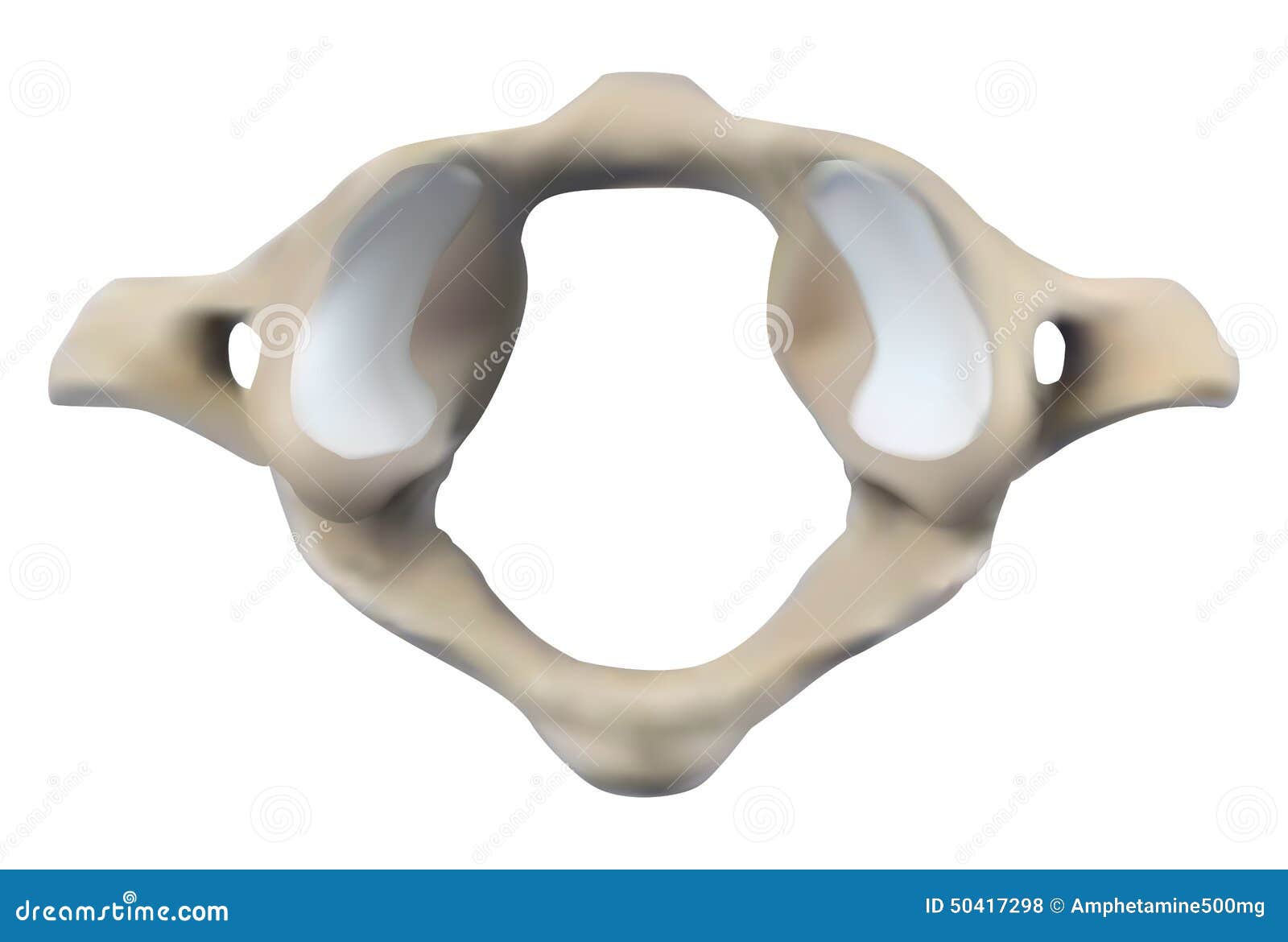 Componenten Van Cervicale Ruggewervel Stock Illustratie - Illustration ...