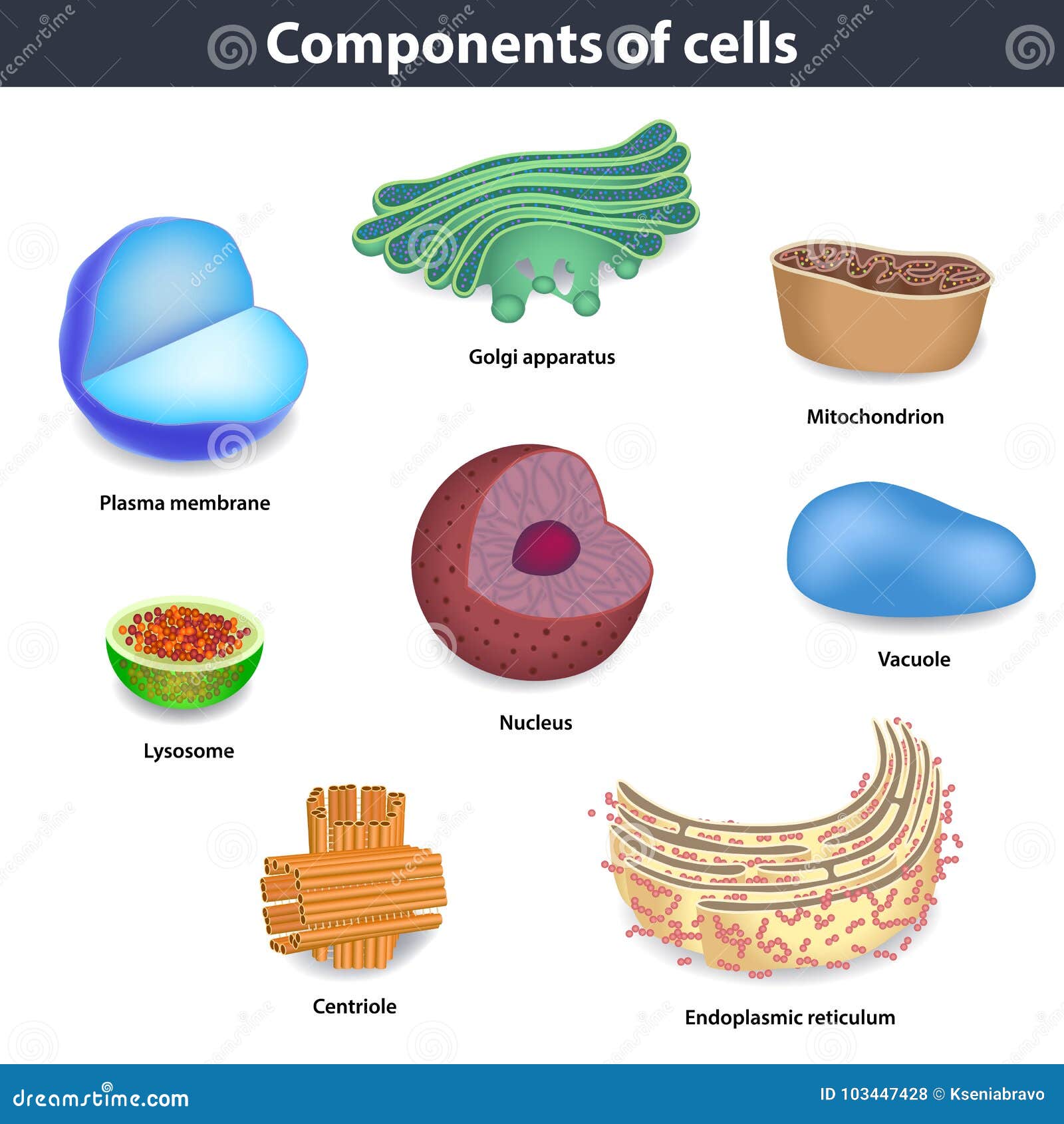 Componenti Dell'illustrazione Di Vettore Delle Cellule Umane ...