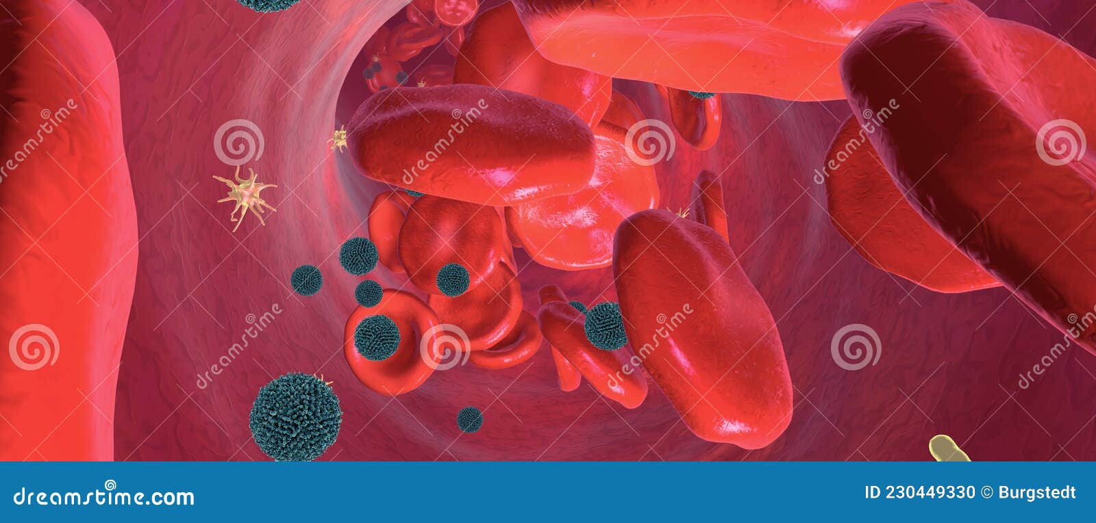 Components of Blood Circulating Inside Blood Vessel Stock Illustration ...