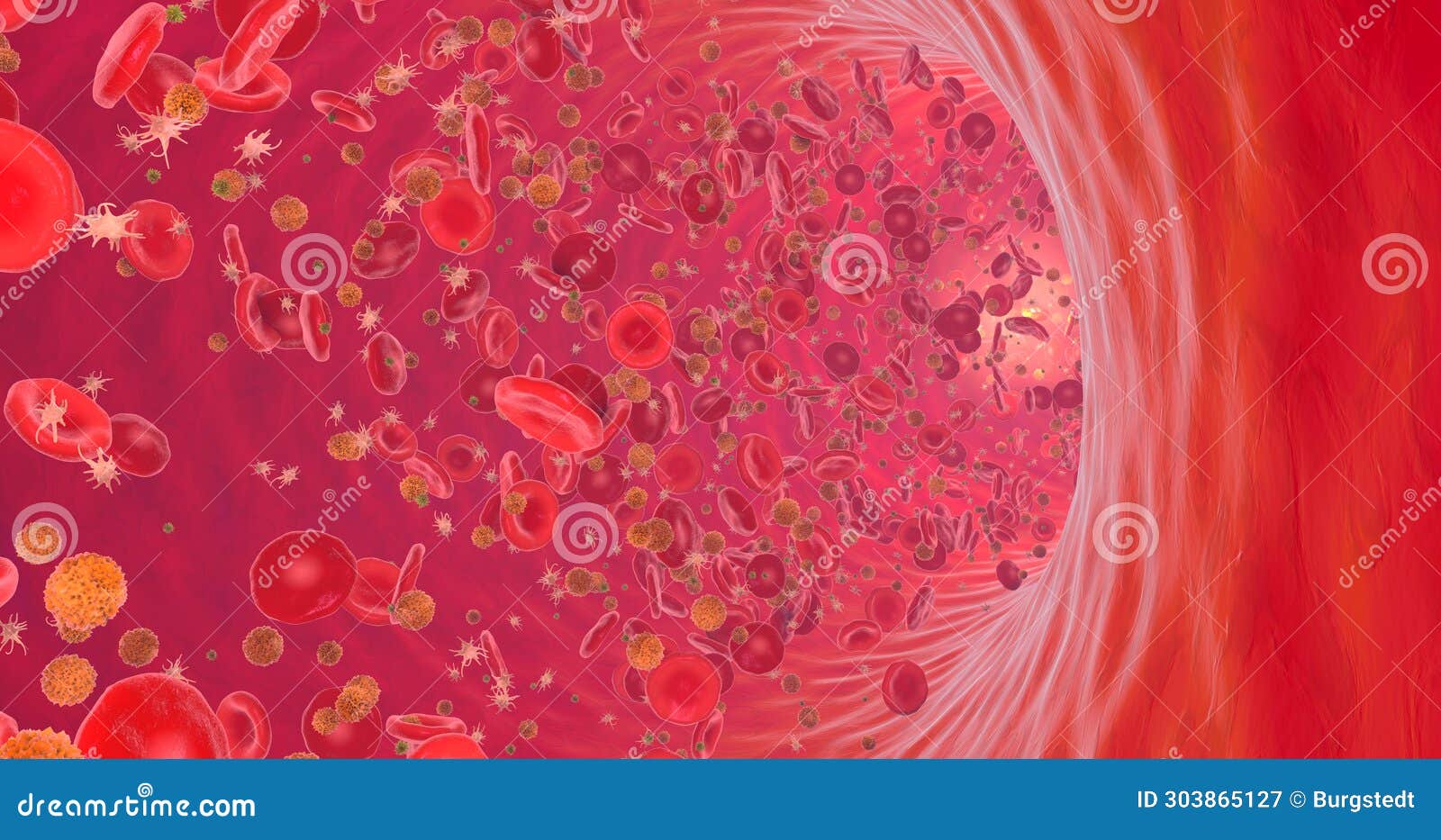 Components of Blood Circulating Inside Blood Vessel Stock Illustration ...