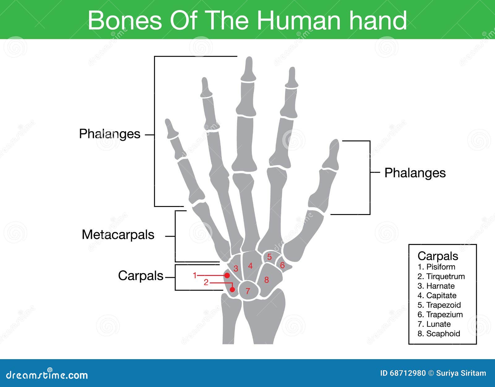 Components Description of Human Hand Bone Stock Vector - Illustration ...