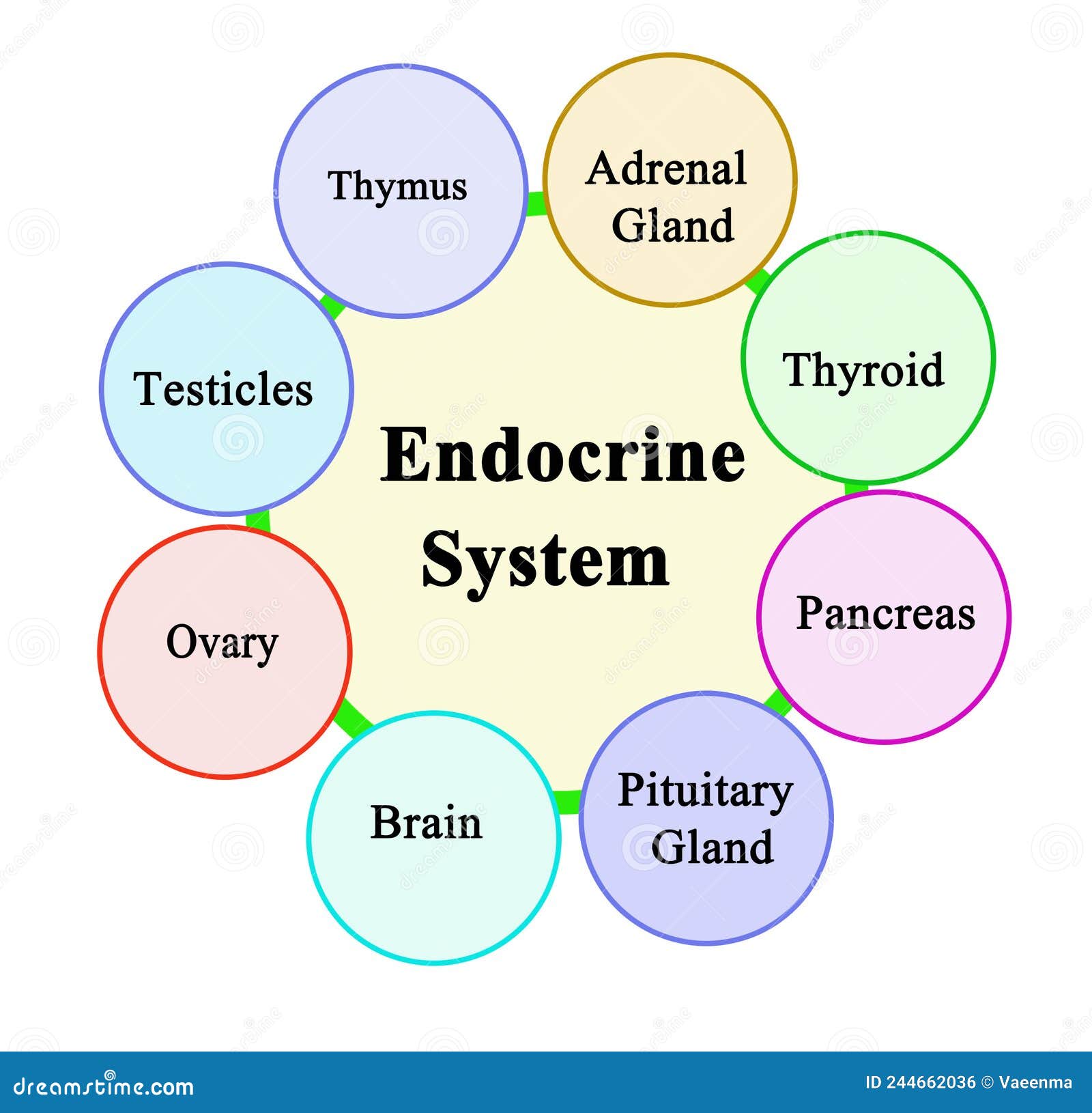 Components of Endocrine System Stock Illustration - Illustration of ...