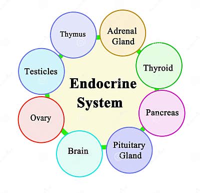 Components of Endocrine System Stock Illustration - Illustration of ...