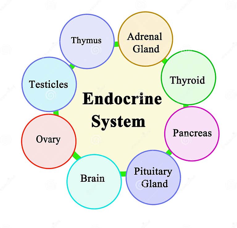Components of Endocrine System Stock Illustration - Illustration of ...