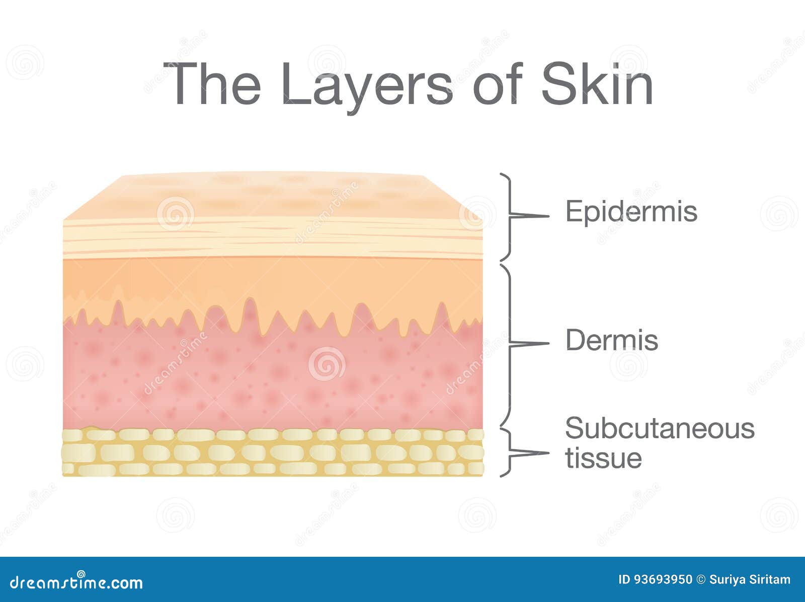 Components of Human Skin Layer in Vector Style. Stock Vector ... Components of Human Skin Layer in Vector Style. Stock Vector ...