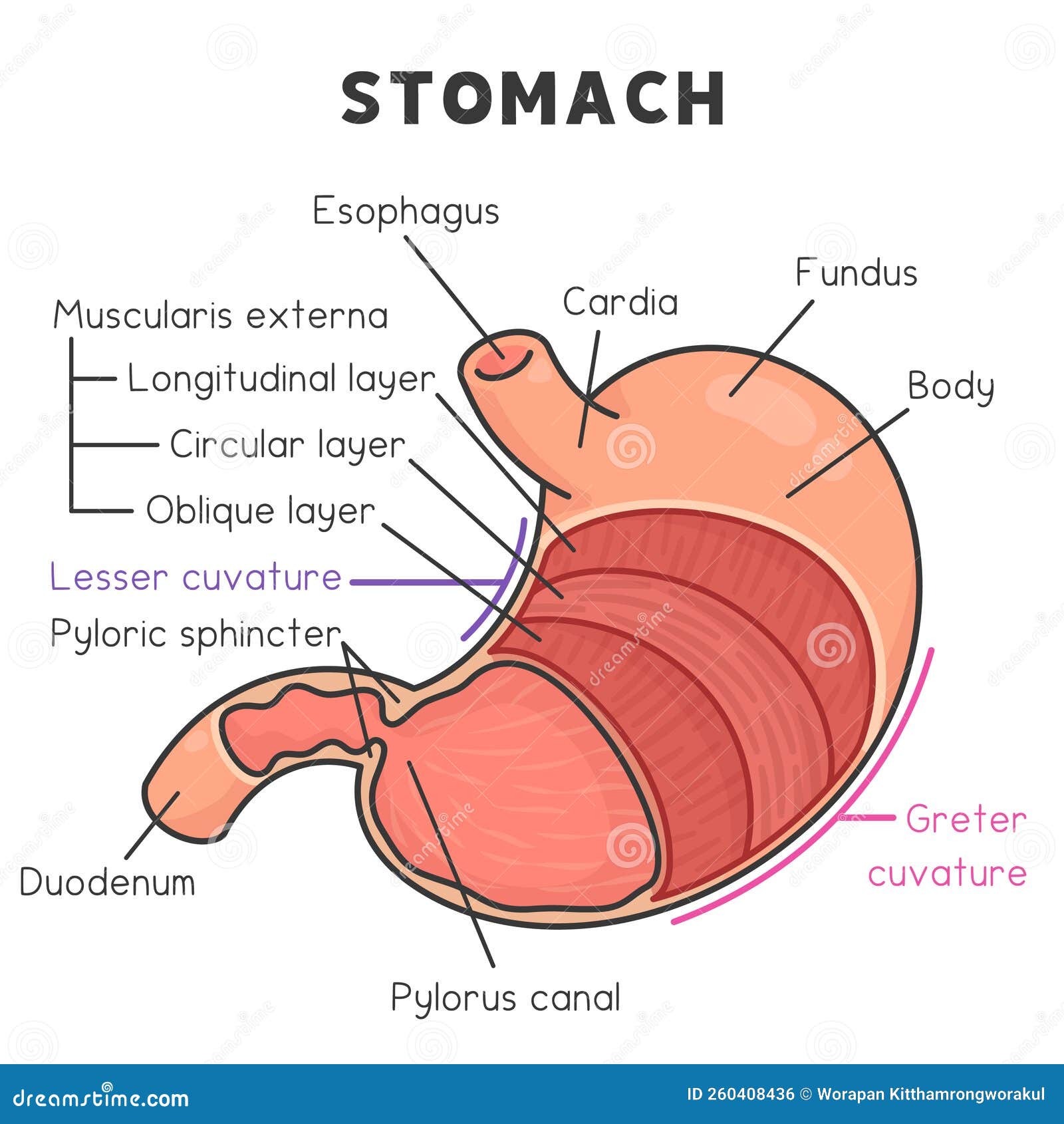 Components and Layers of the Stomach Diagram Chart in Science Subject ...