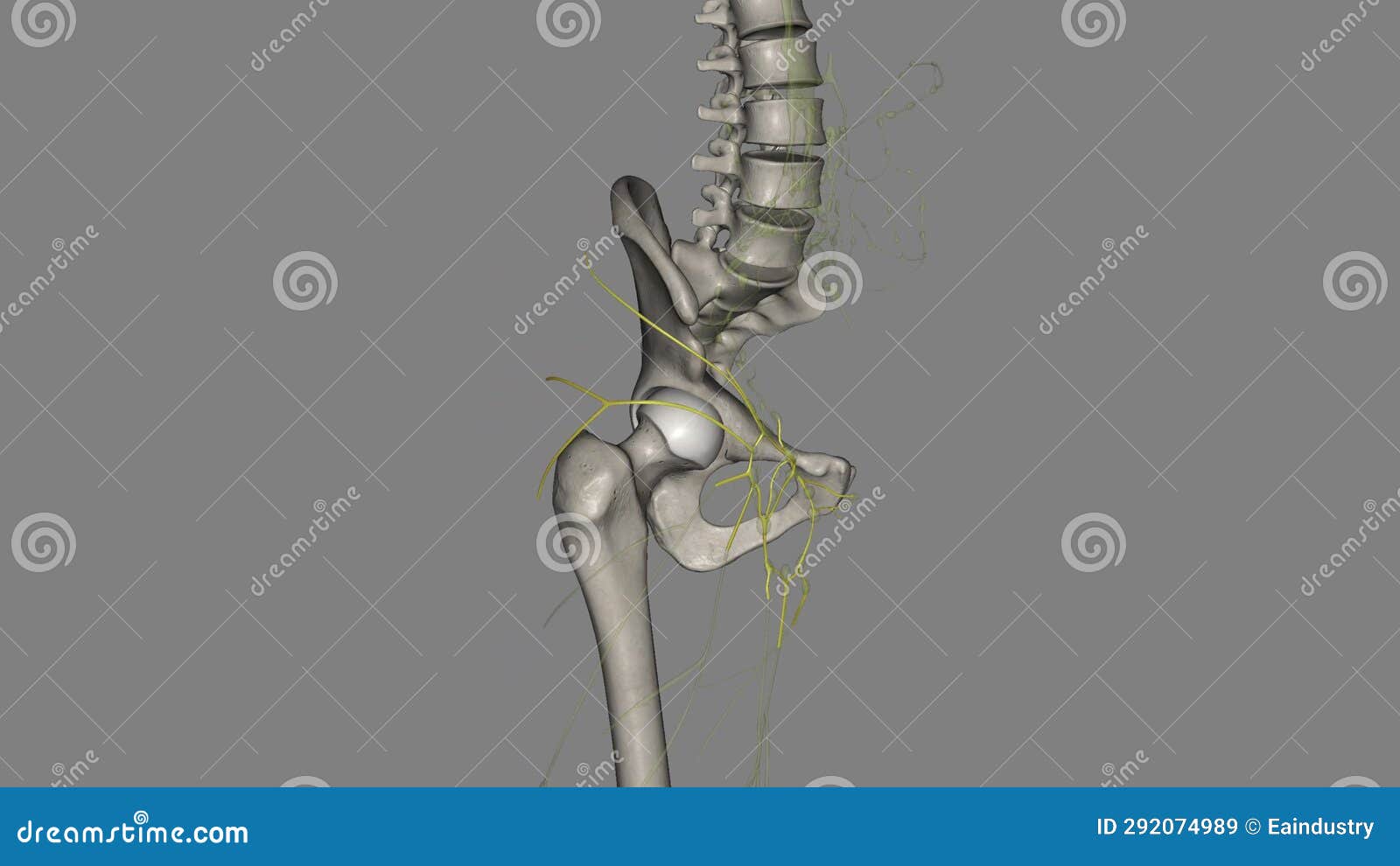 Components of the Lymphatic System Include Lymph, Lymphatic Vessels and ...