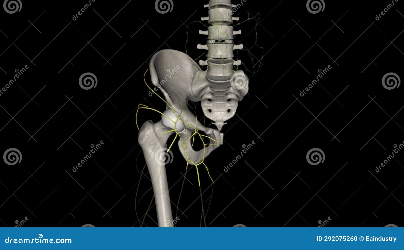 Components of the Lymphatic System Include Lymph, Lymphatic Vessels and ...
