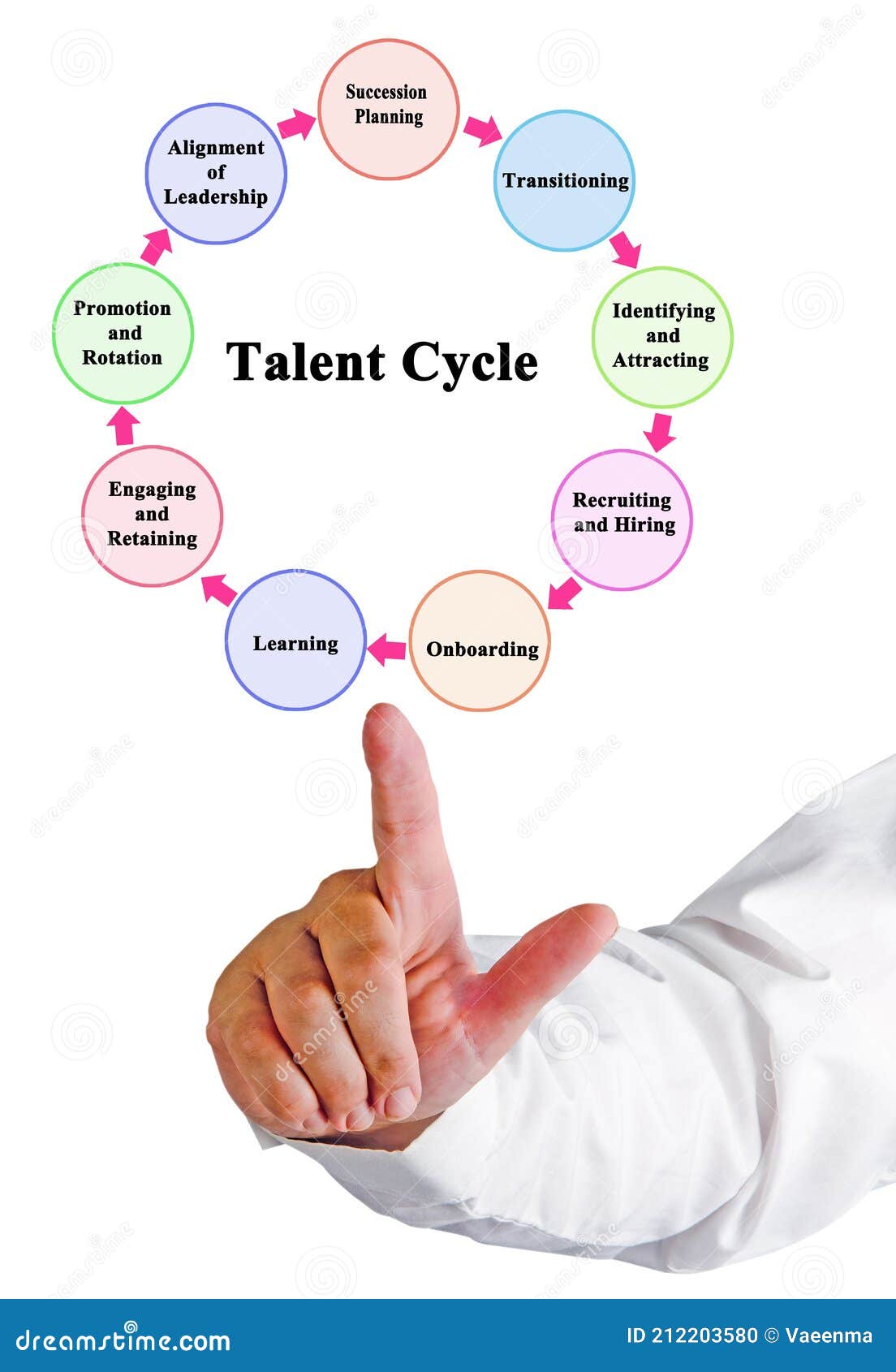 Components of Talent Cycle stock photo. Image of cycle - 212203580