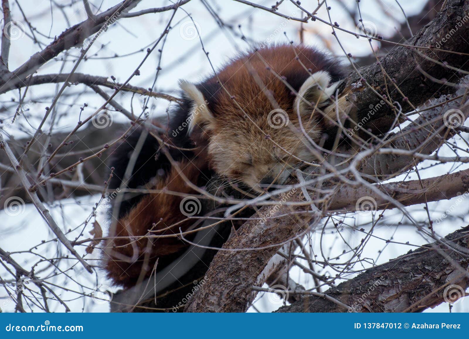 Comportamiento De Una Panda Roja Linda Foto de archivo - Imagen de ...