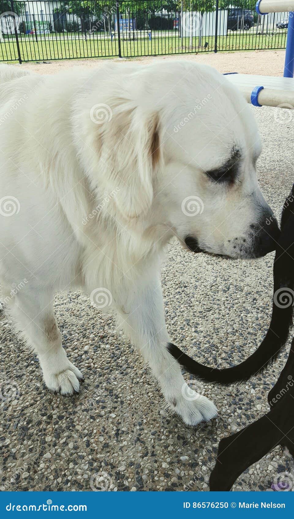 Comportamiento Del Perro, Saludando - Oliendo Foto de archivo - Imagen ...
