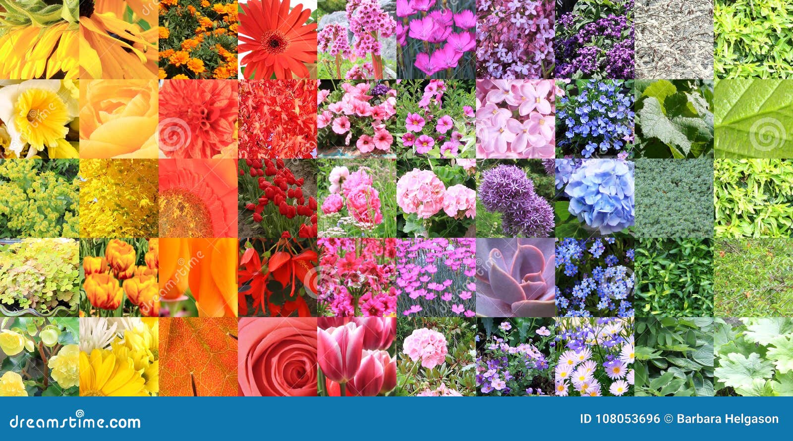 Composite Color Chart Collage Of A Large Variety Of Flowers And Stock ...