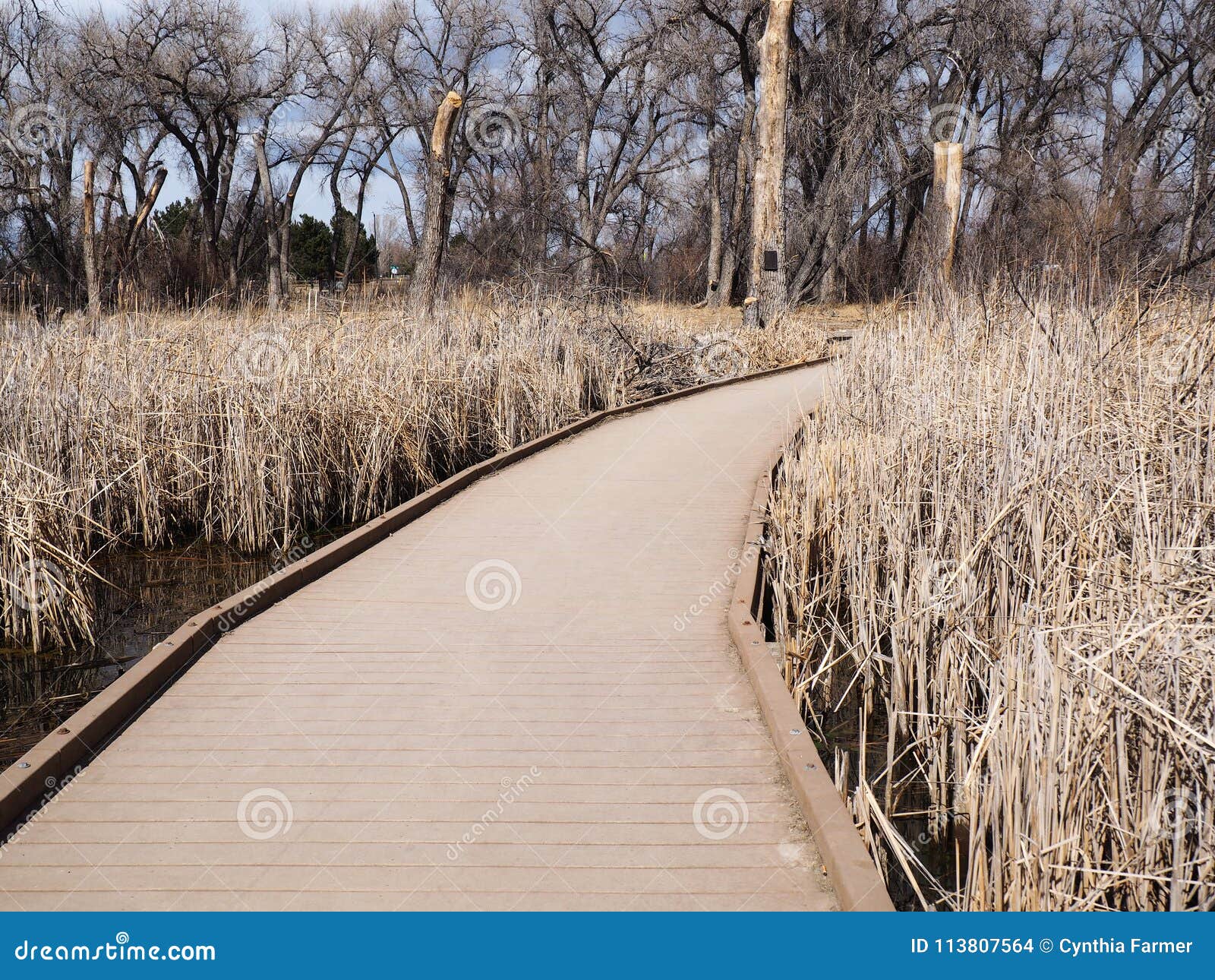 Composite decking walkway stock photo. Image of alternative - 113807564