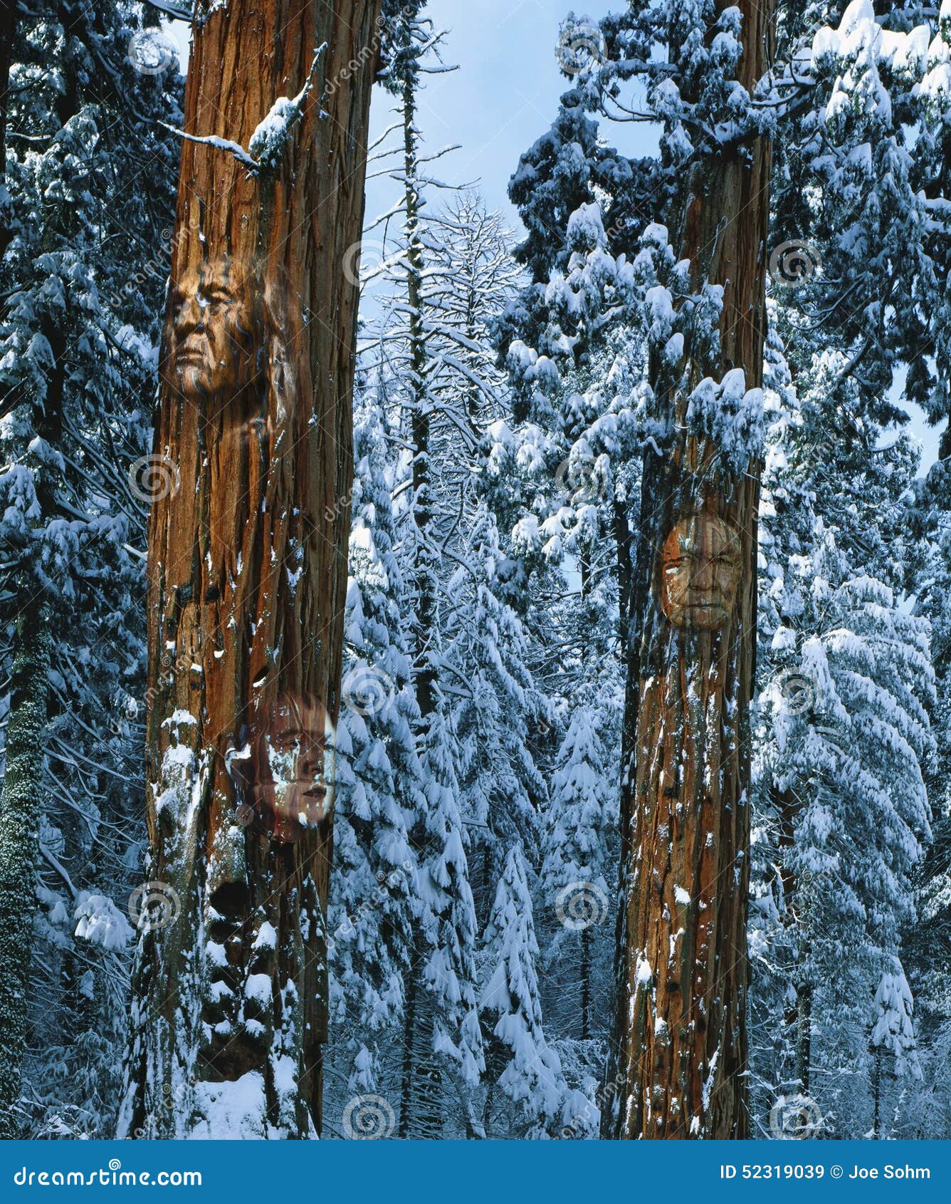 Composite Image of Native American Indian Faces Appearing on Tall Trees ...