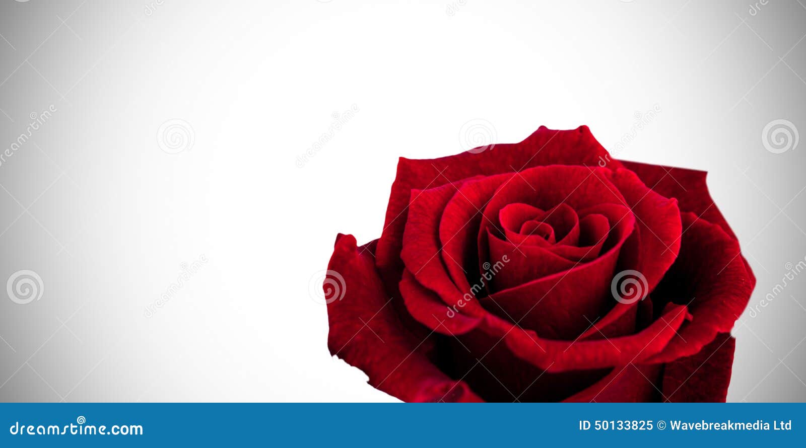 Composite image of rose stock illustration. Illustration of colorful ...