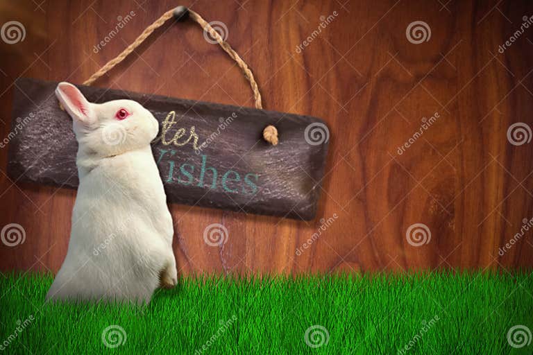Composite Image of Side View of Cute Rabbit Stock Image - Image of ...