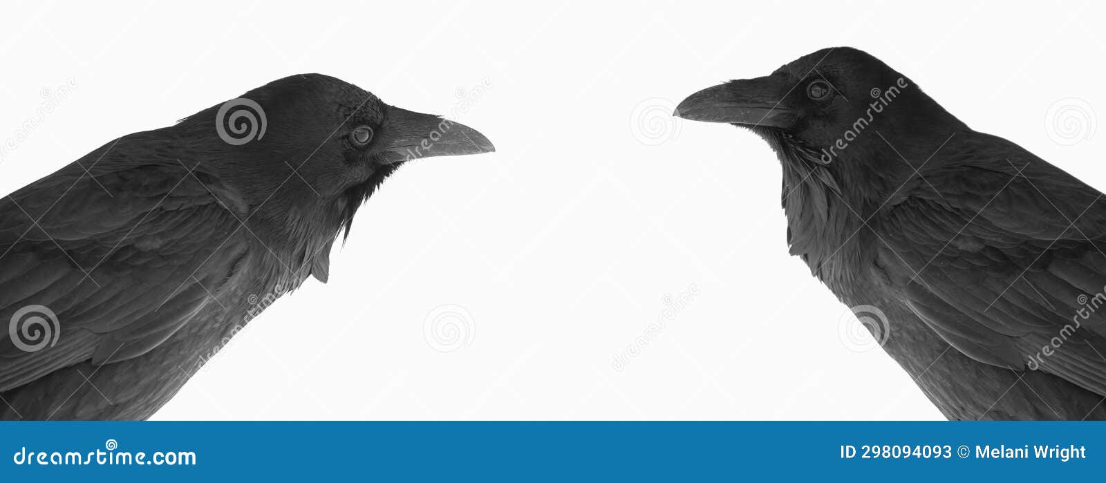 Composite Image of Two Ravens Facing Each Other Stock Image - Image of ...