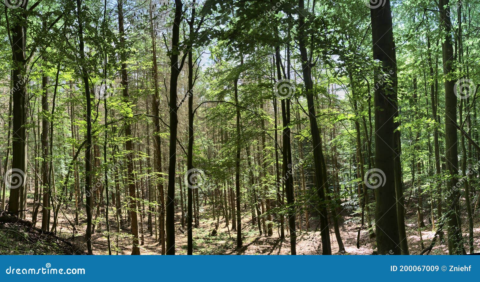Composite Panorama of a Dense Deciduous Forest with Young Trees in the ...