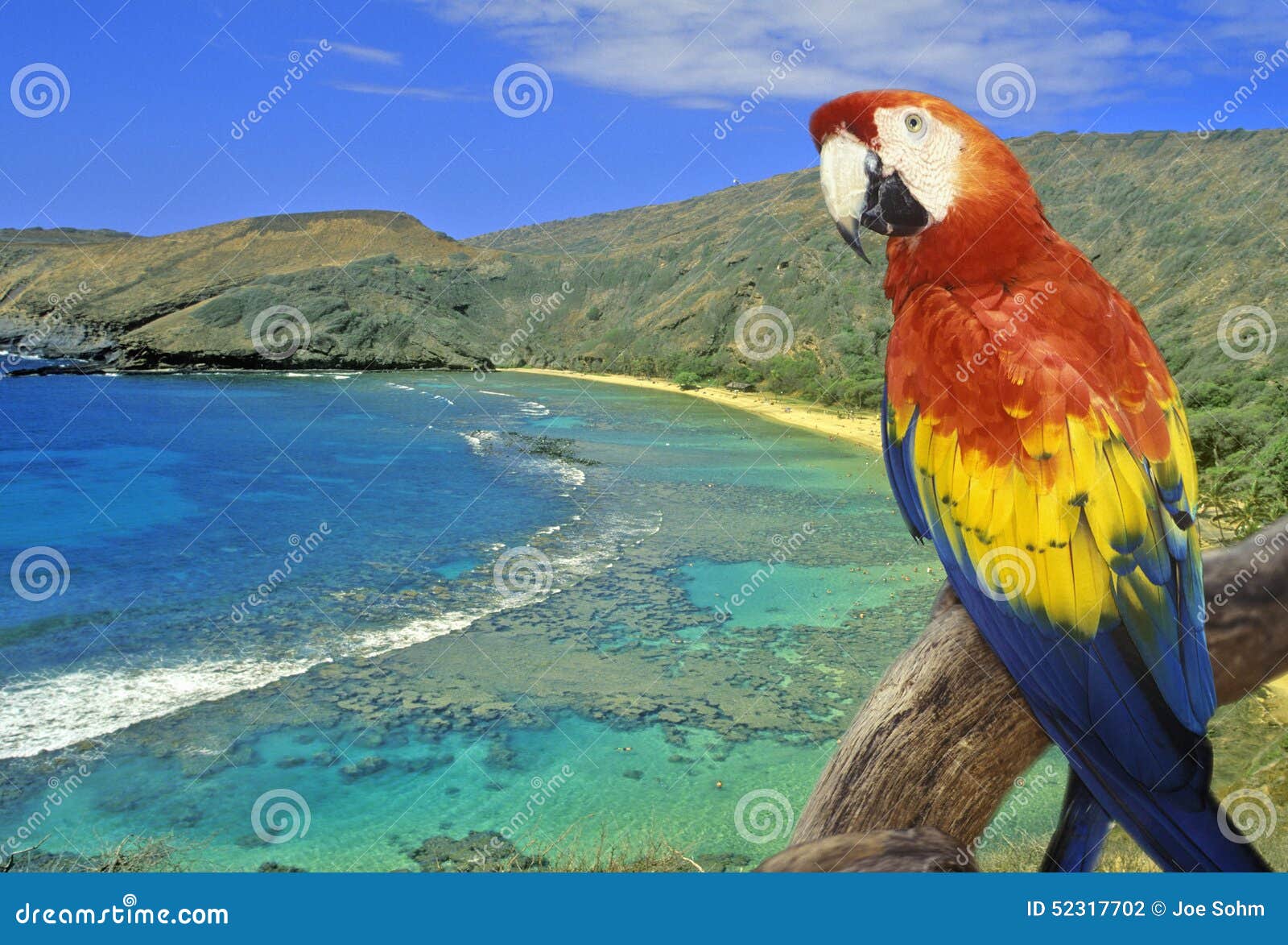 Composite Panoramic Image of a Colorful Parrot and Hanauma Bay, Hawaii ...