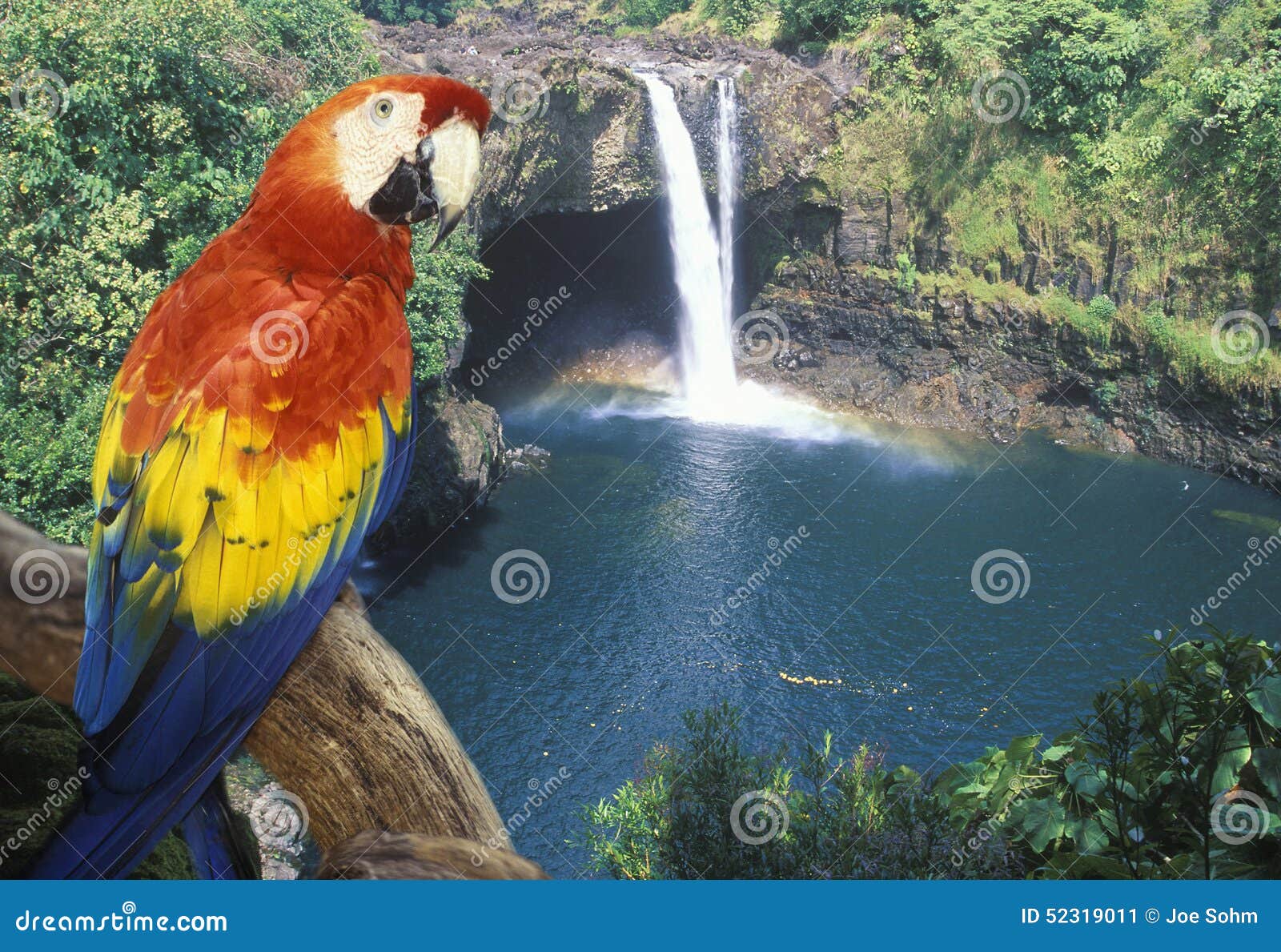 Composite Panoramic Image of a Colorful Parrot and Waterfall in Hawaii ...