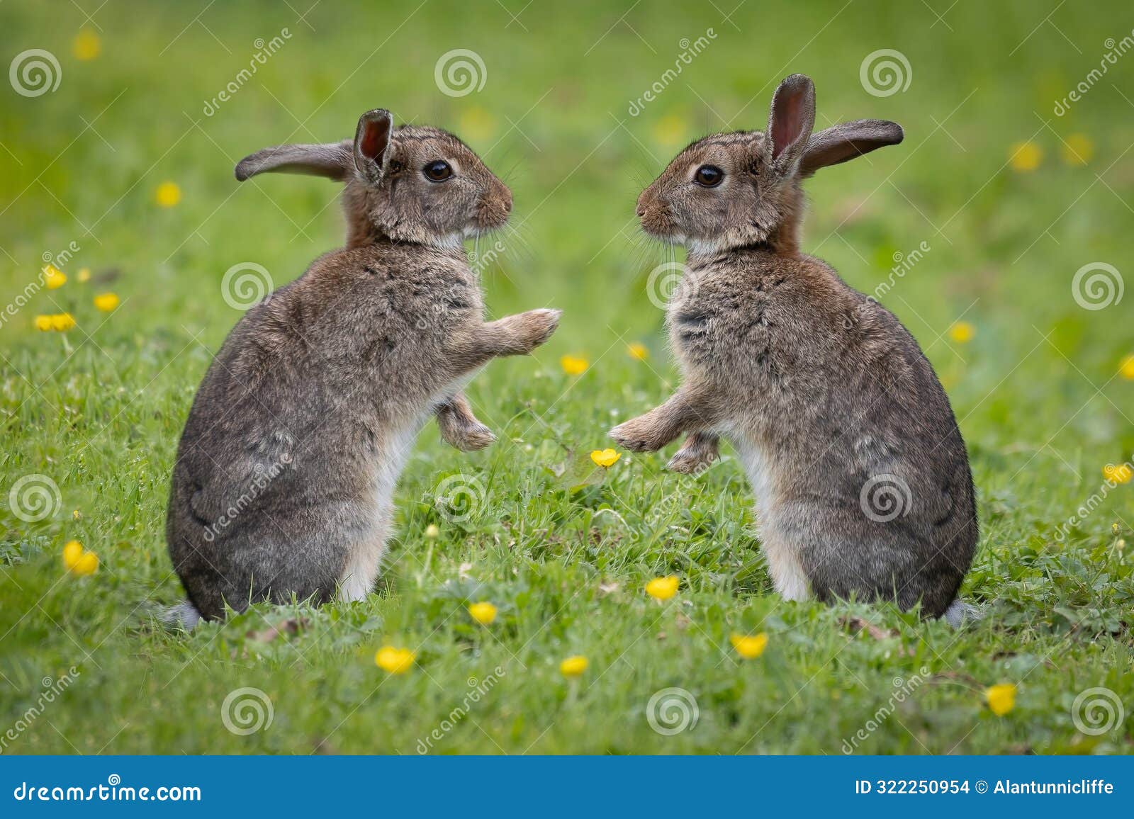 Composite of Two Rabbits Facing Each Other Stock Photo - Image of wild ...