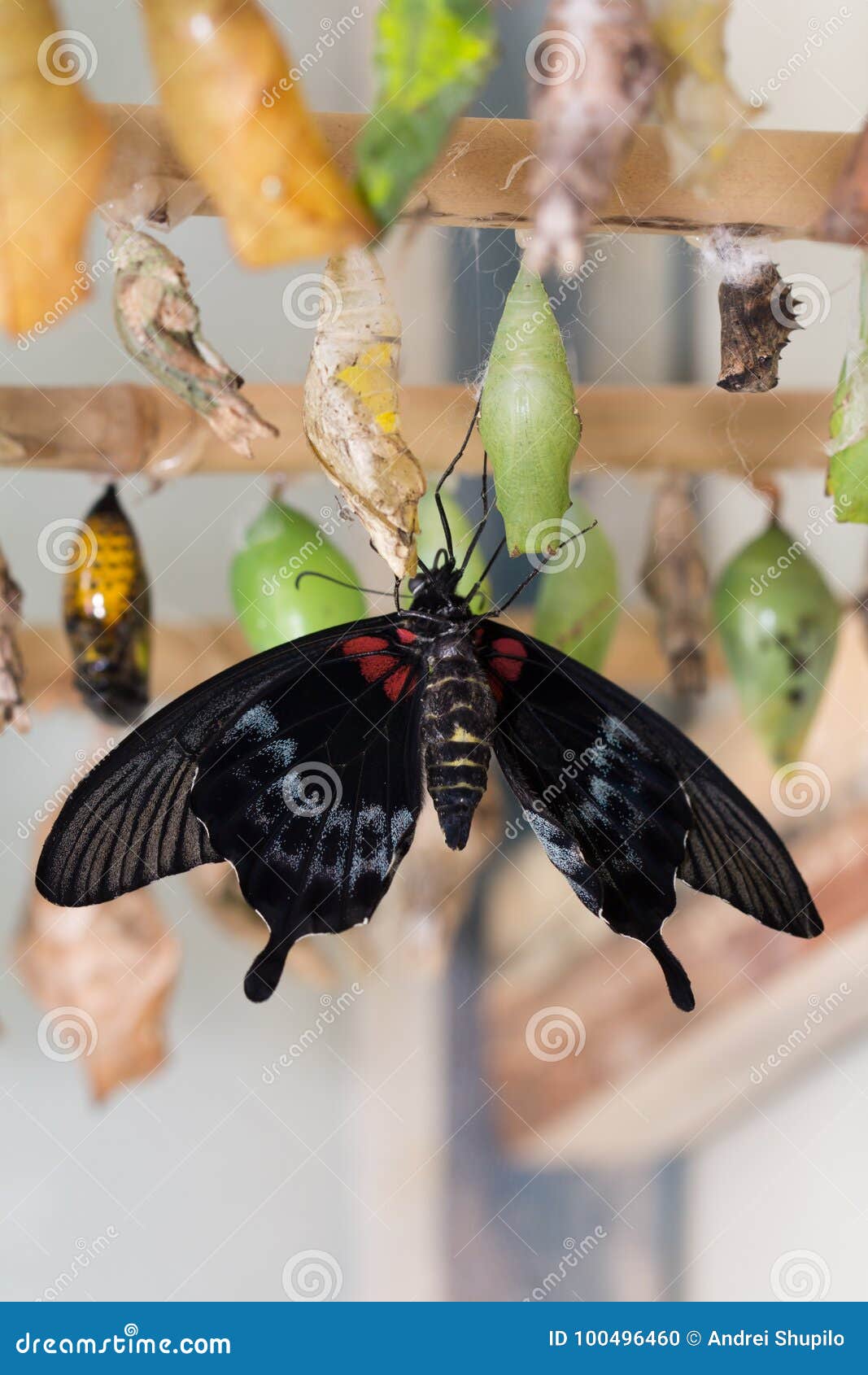 Composite of Various Views of a Monarch Emerging from a Chrysalis ...