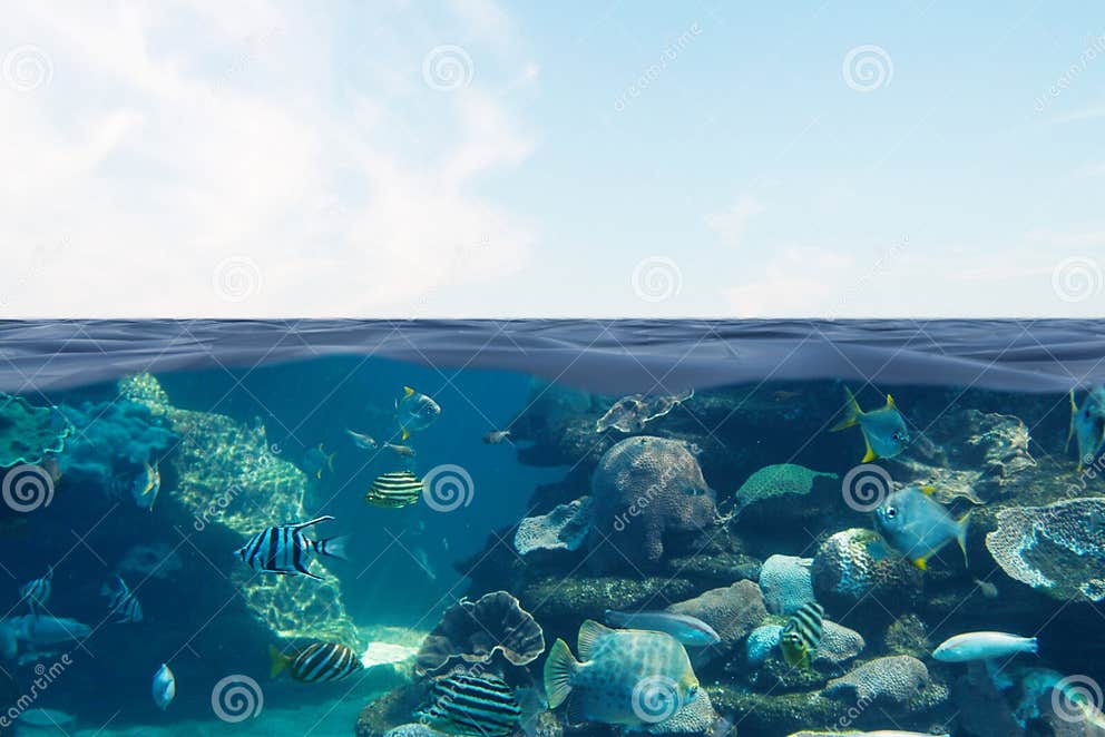 Compositing Divided of the Sea with Beautiful Fish and the Surface ...