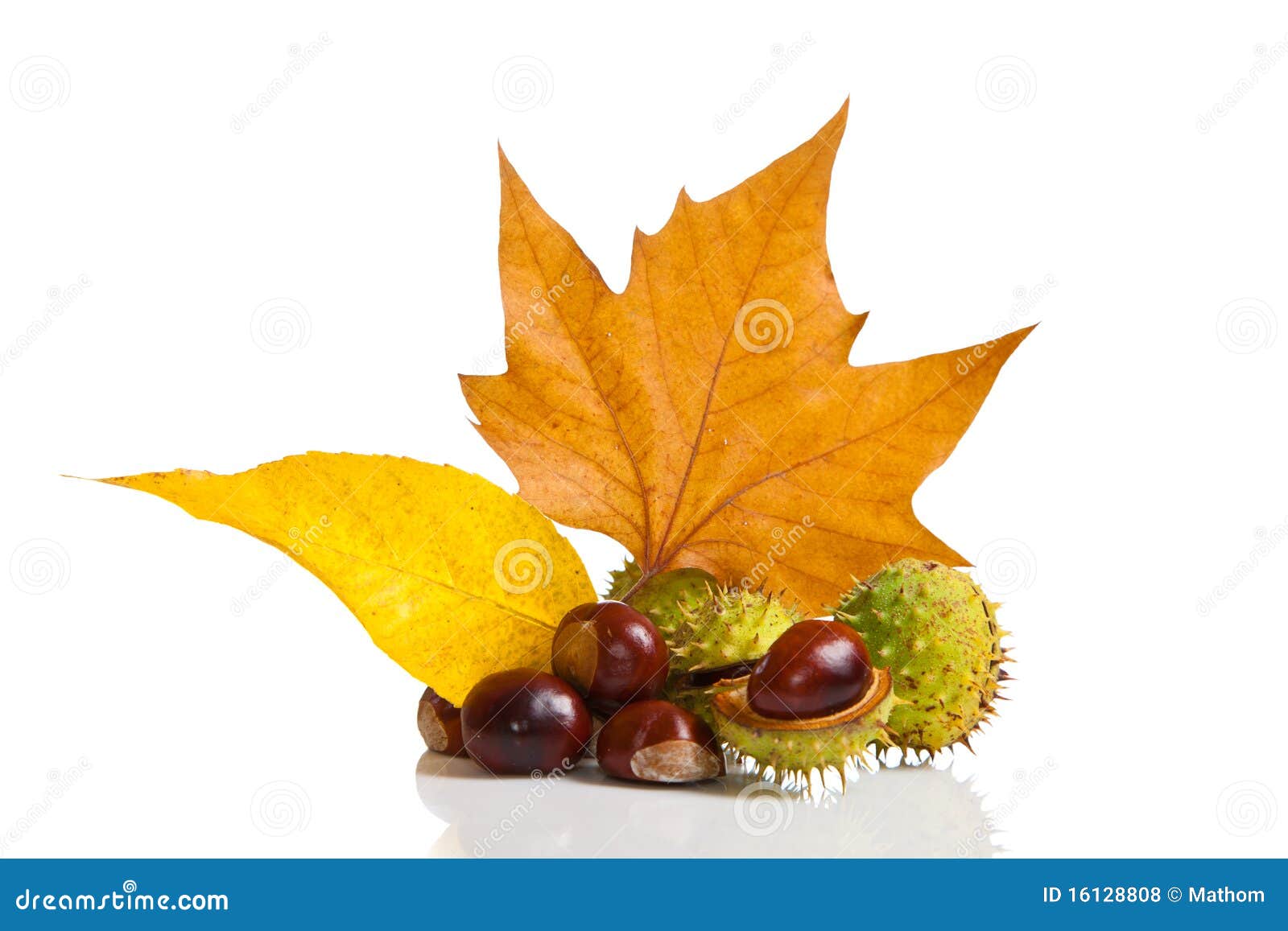 Composition of Autumn Chestnuts and Leaves Stock Photo - Image of ...