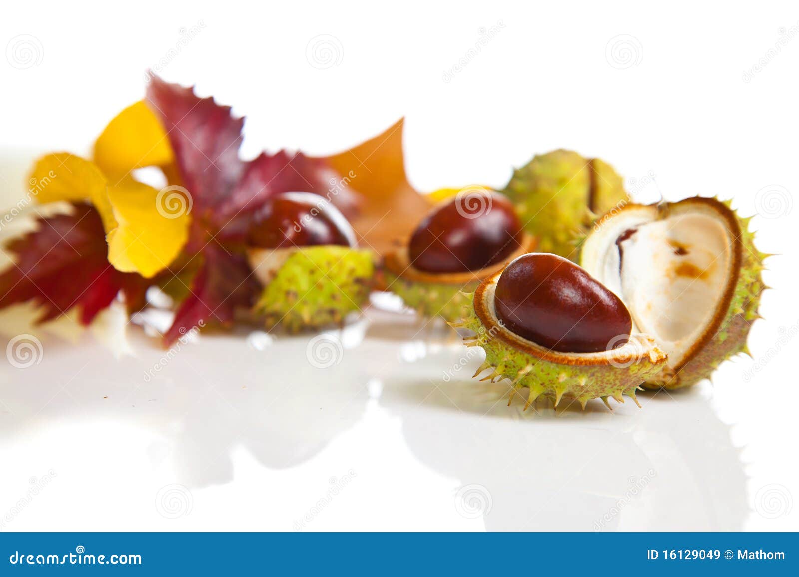 Composition of Autumn Chestnuts and Leaves Stock Image - Image of ...