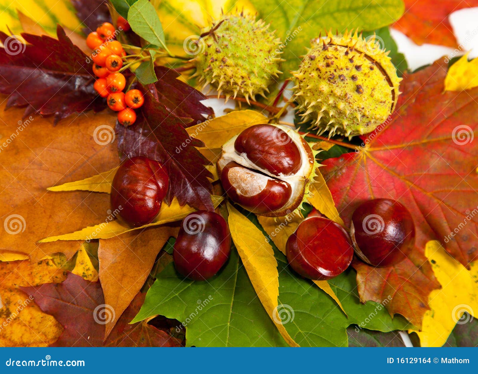 Composition of Autumn Chestnuts and Leaves Stock Photo - Image of ...