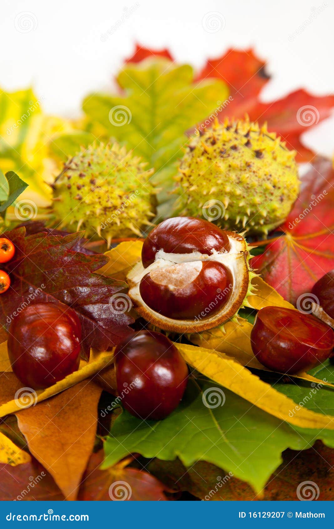 Composition of Autumn Chestnuts and Leaves Stock Image - Image of ...