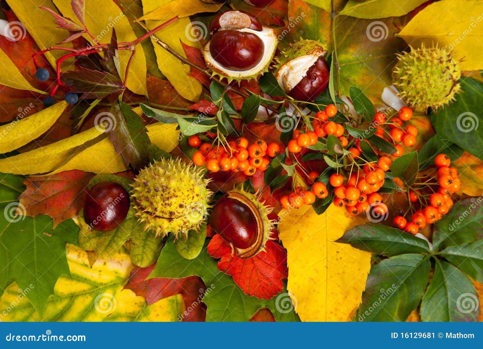 Composition of Autumn Chestnuts and Leaves Stock Image - Image of brown ...