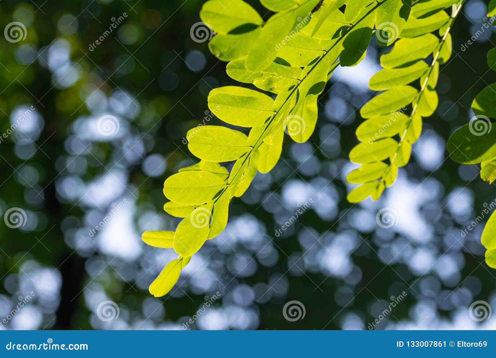Composition with Beauty Green Acacia Leaves Stock Image - Image of ...