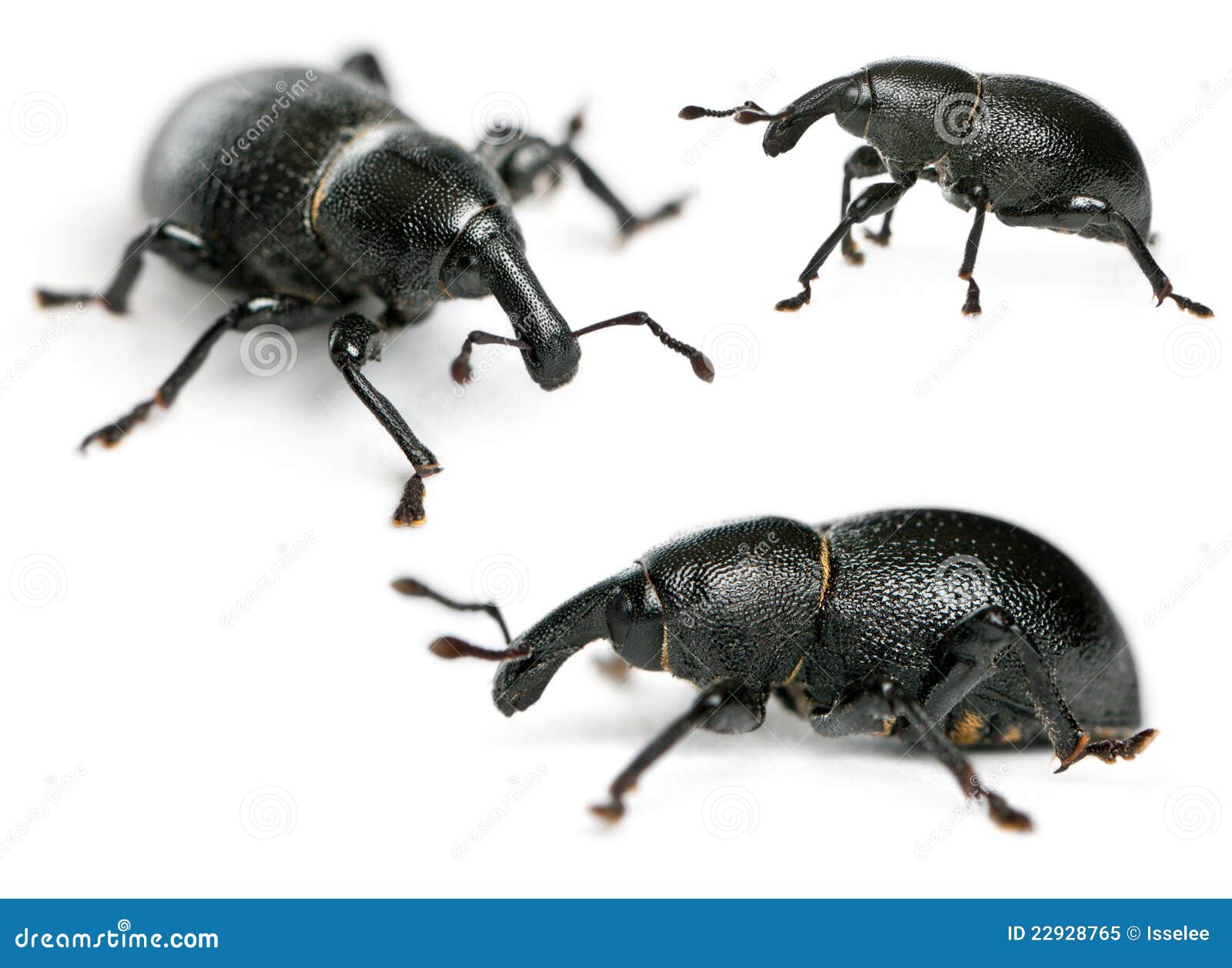 Liparus Dirus Stock Photos - Free & Royalty-Free Stock Photos from ...