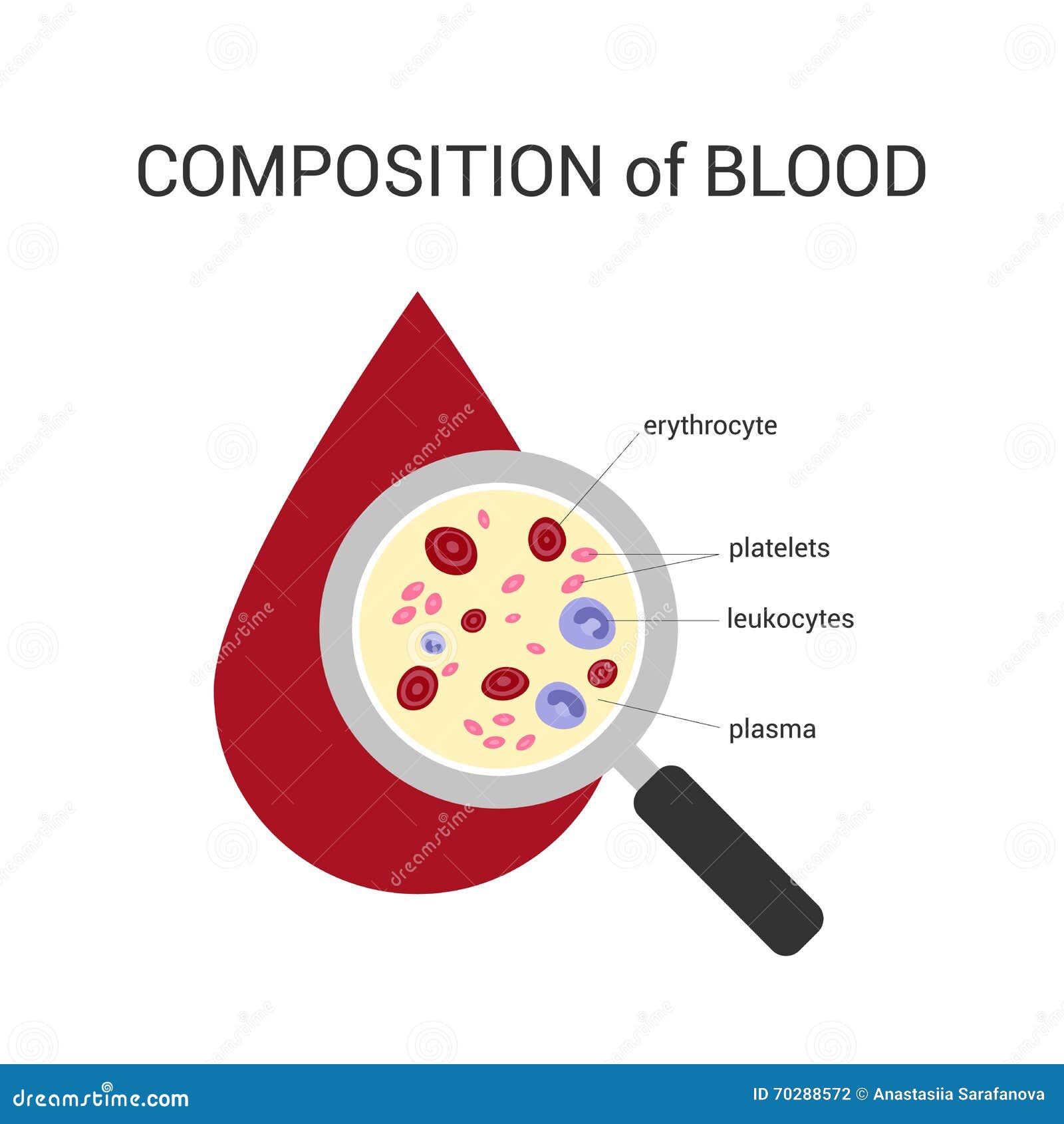 The Composition of the Blood. Stock Vector - Illustration of disease ...