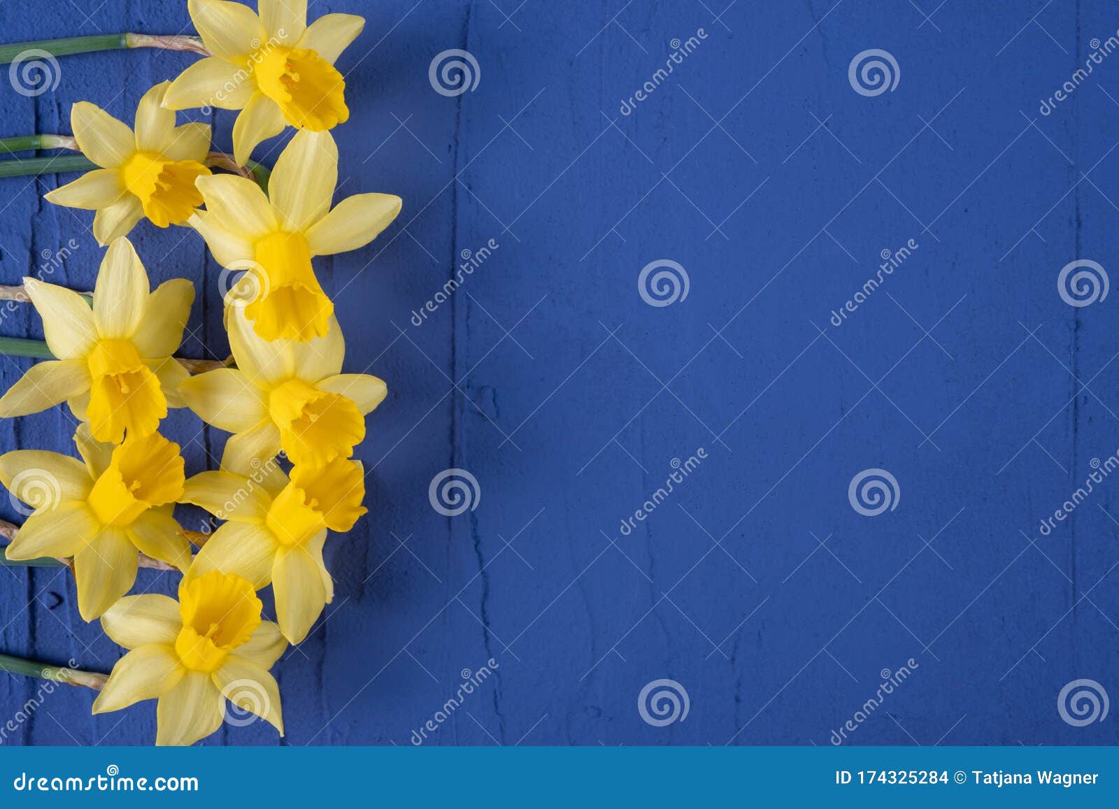 Composition of Blooming Spring Daffodils Lies on a Background Stock ...